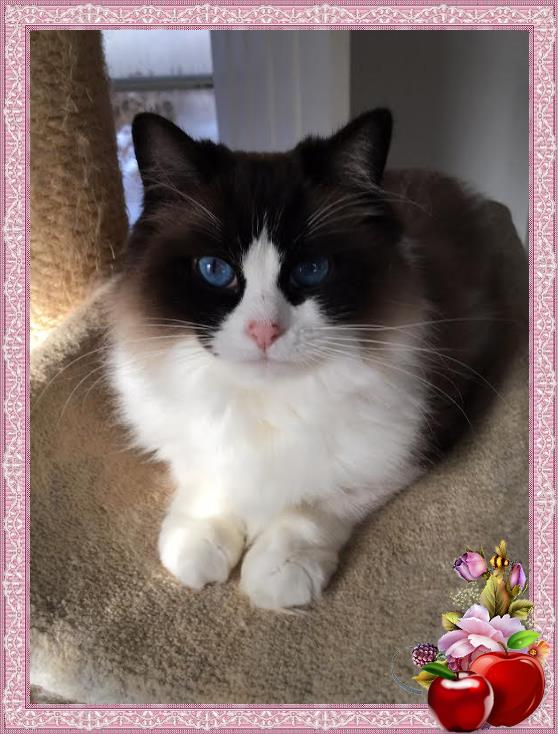 Molly1 | Appleton Ragdolls